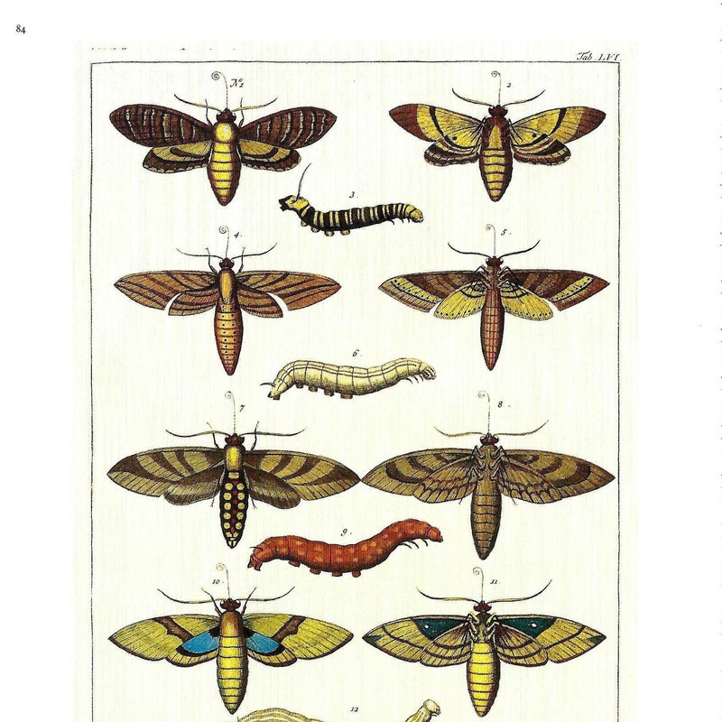 Albertus Seba - Etsy