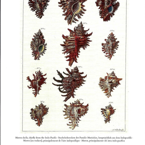 Albertus Seba - Etsy