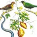 Albertus Seba Birds and a Snakes, Cabinet of Natural Curiosities ...