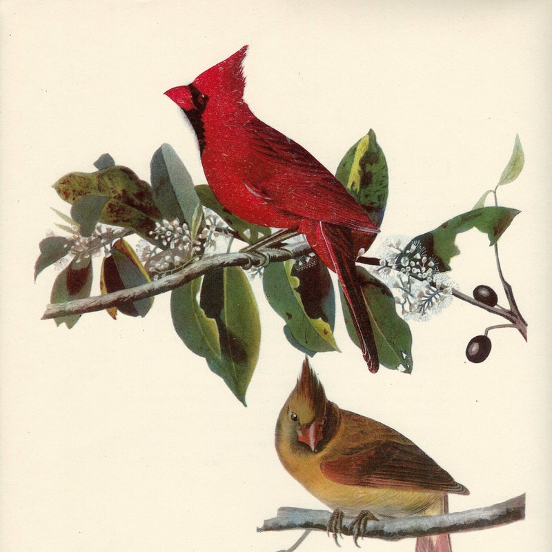 Audubon Bird Print - Etsy