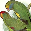 Albertus Seba Birds and a Snakes, Cabinet of Natural Curiosities ...