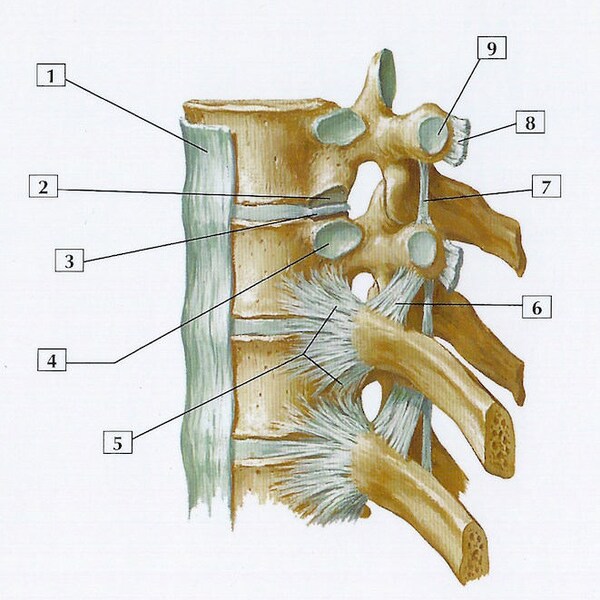 Spinal Column - Etsy