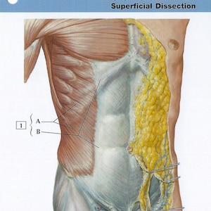 Anterior Abdominal Wall, Superficial Dissection Anatomy Flash Card by ...