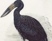 African Open Bill Stork or on the Reverse Side a Kakapo to - Etsy