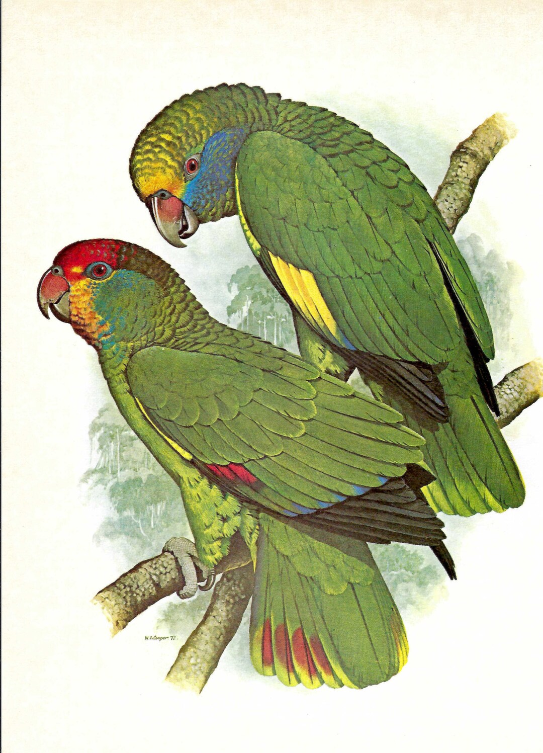 Red Crowned and Blue Cheeked Amazon Parrot Page From Vintage 1977 Book ...