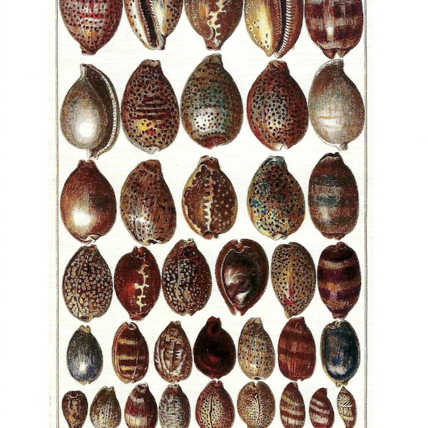 Albertus Seba - Etsy