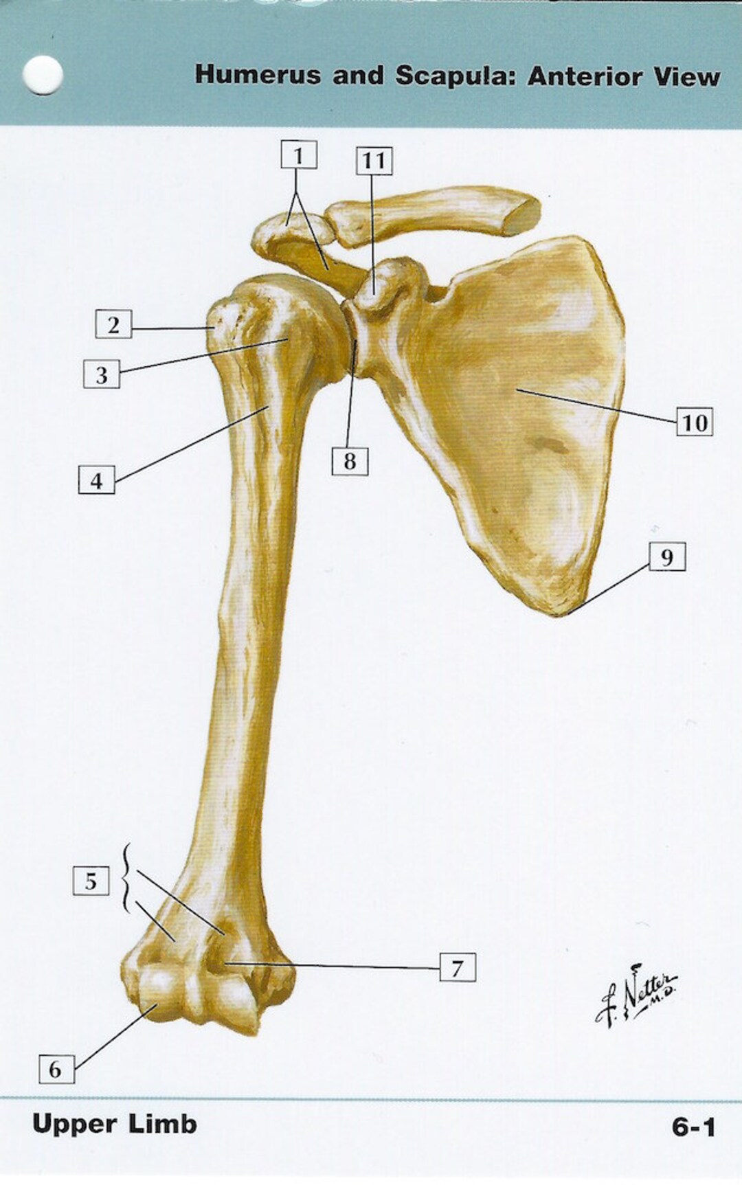 Left Scapula Anterior View