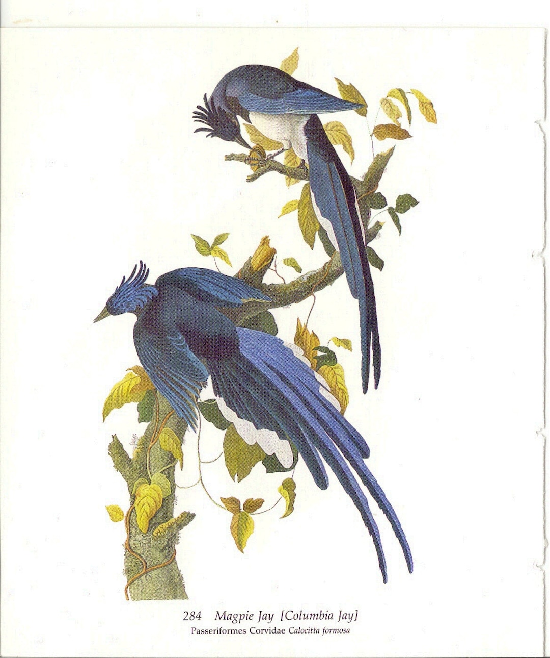 Audubon Magpie Jay (columbia Jay) or Scrub Jay (florida Jay) for ...