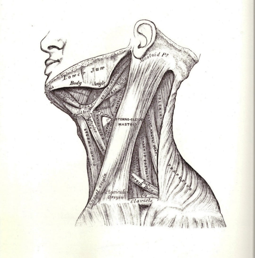 Neck Muscles or Bones of the Right Foot on the Reverse Side of - Etsy