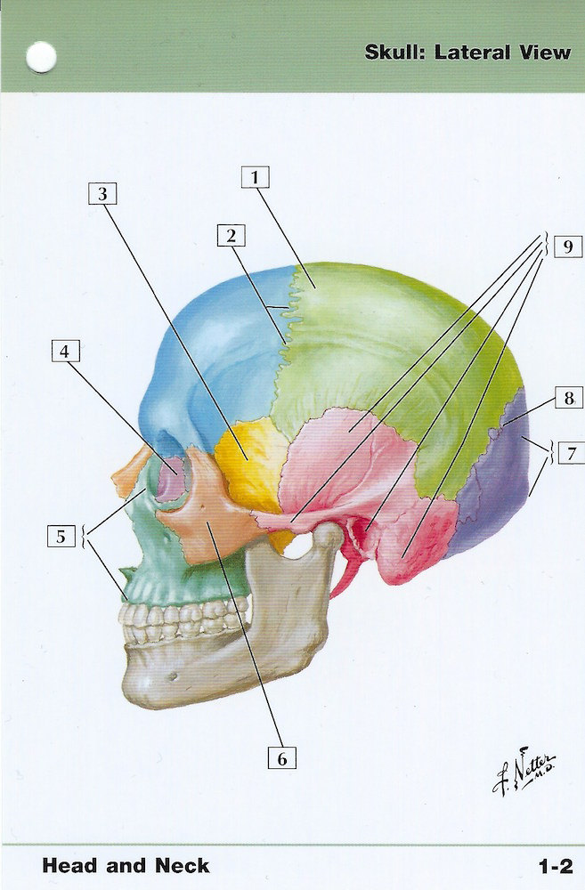 Skull Bones Anatomy Netter