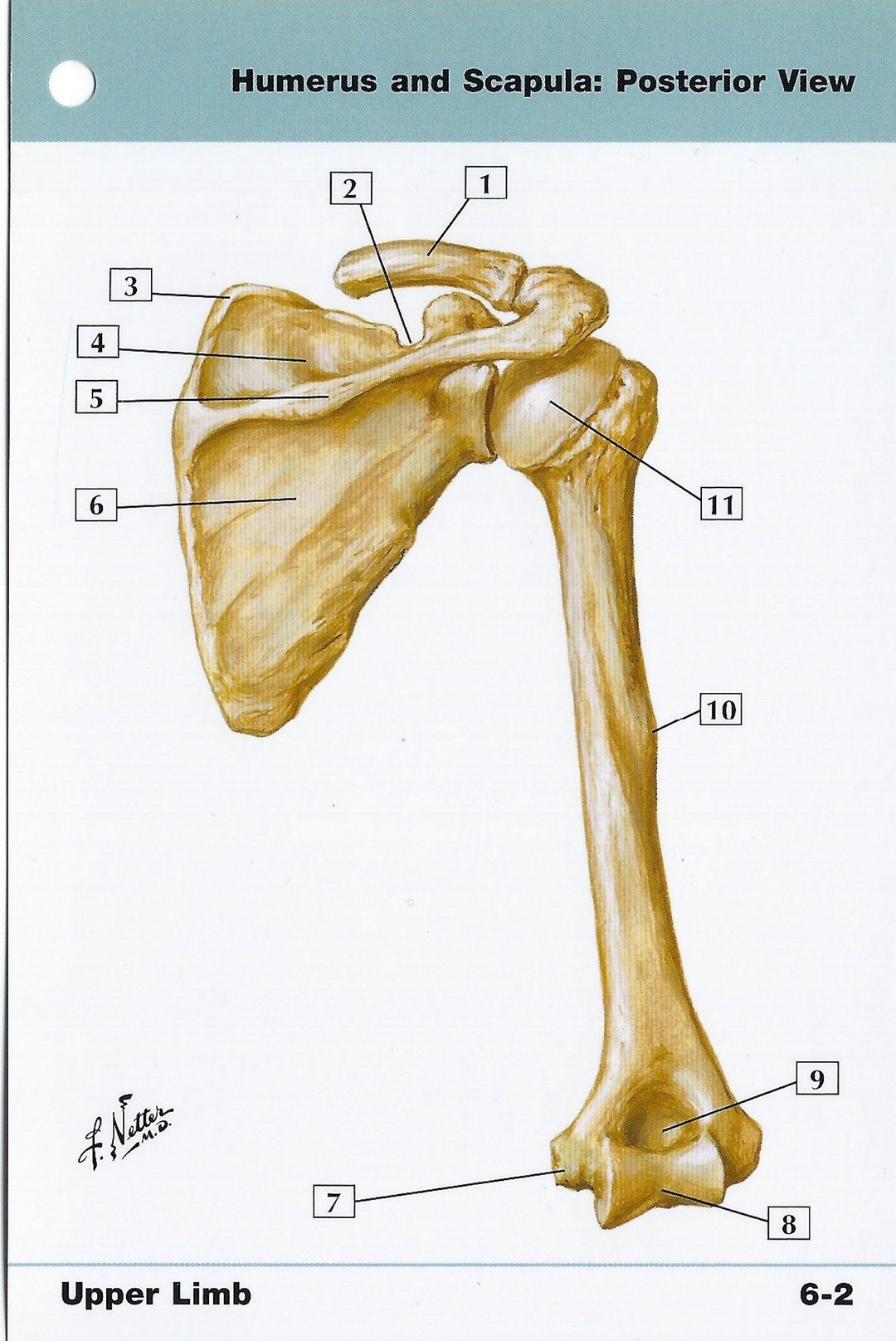 Right Scapula Posterior View