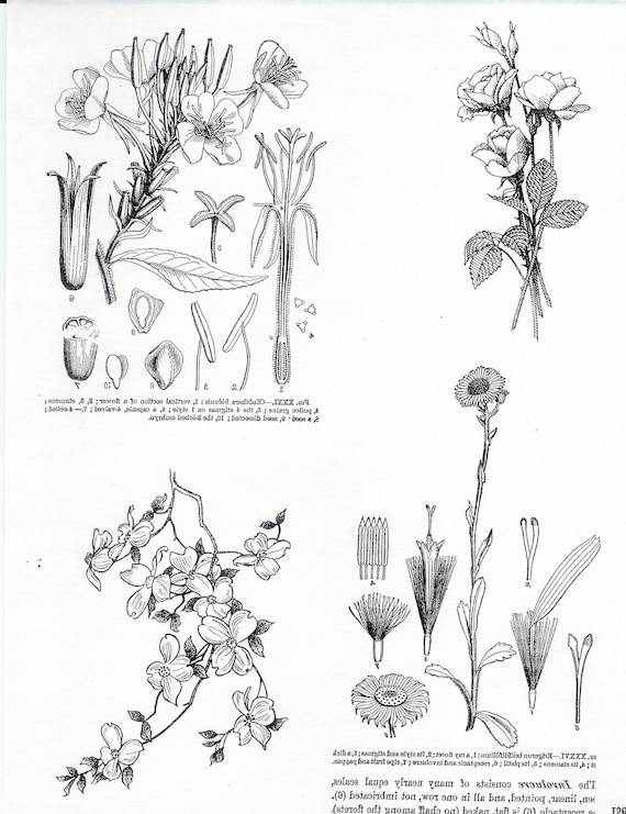 Botanicals Printed Black & White Clip Art Collage Paper for | Etsy