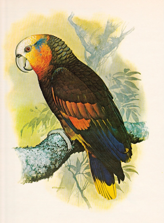St. Vincent Amazon Parrot Page From Vintage 1977 Book - Etsy