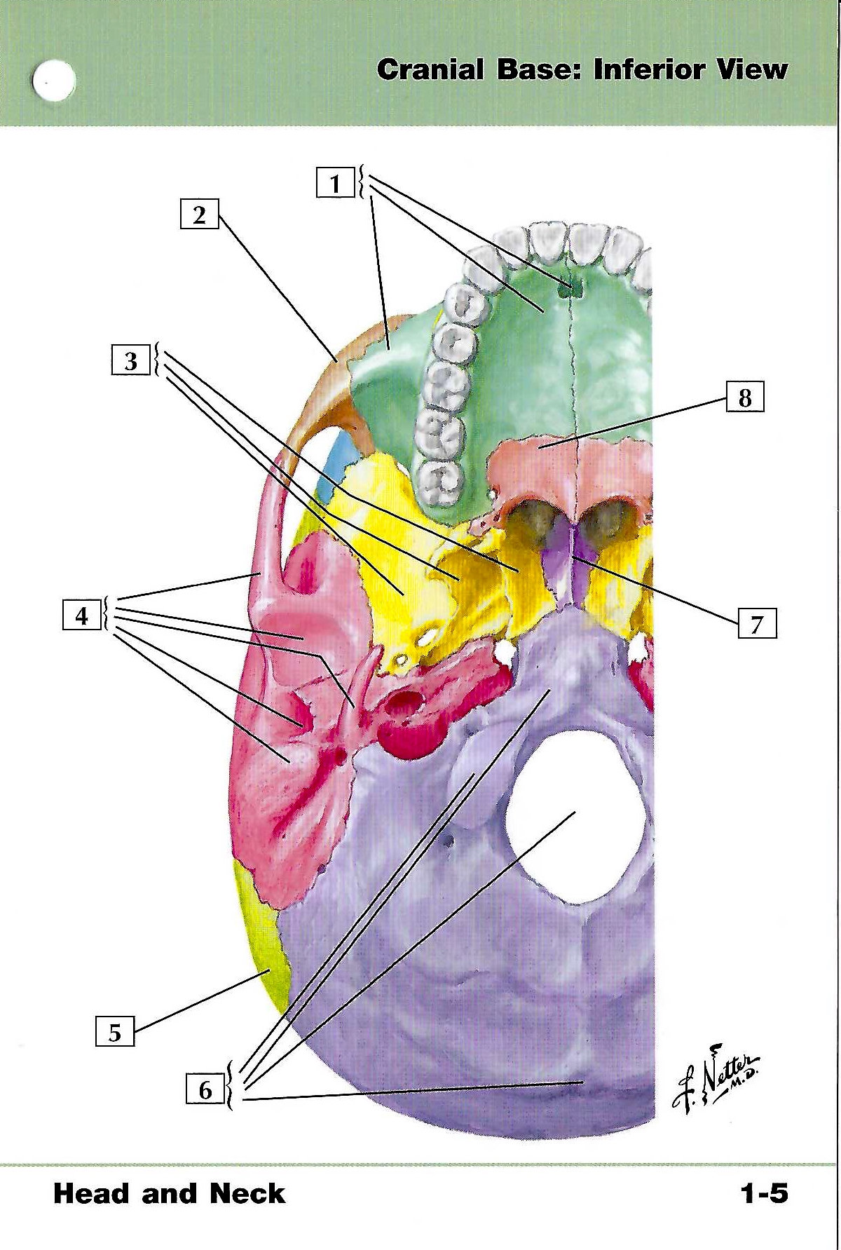 Human Skull Anatomy Inferior View