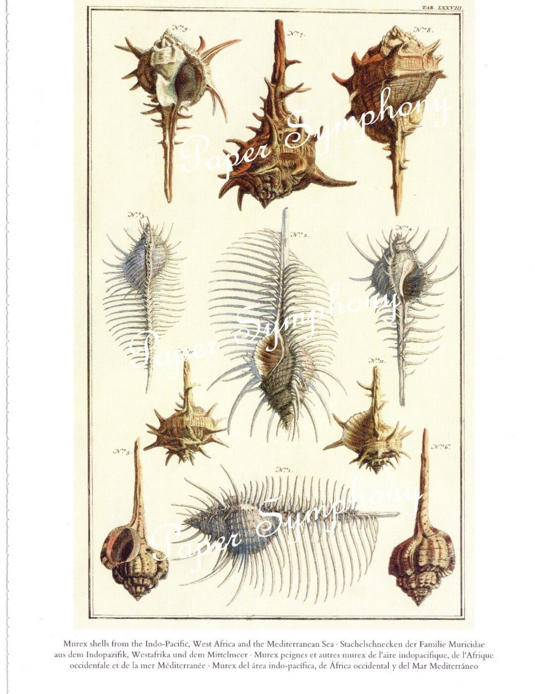 Murex Shells, Seba's Cabinet of Natural Curiosities Tomas III Tab 78 ...