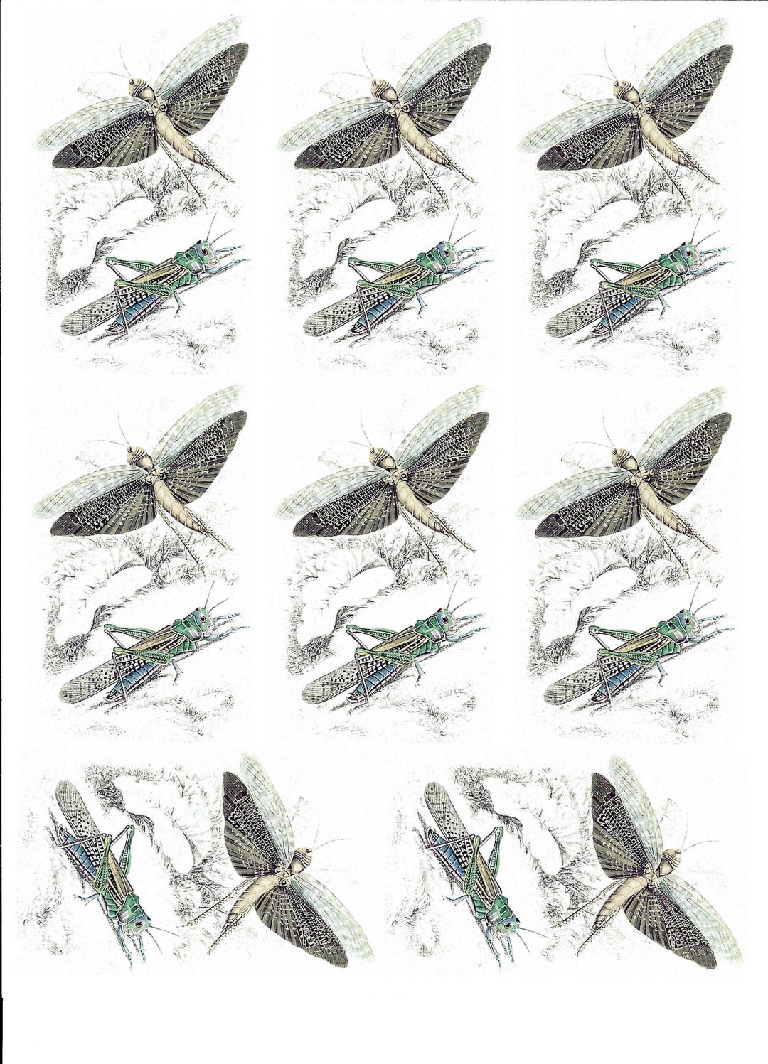 Insect Printed Collage Sheet for Paper Crafts, Junk Journals, Collage ...