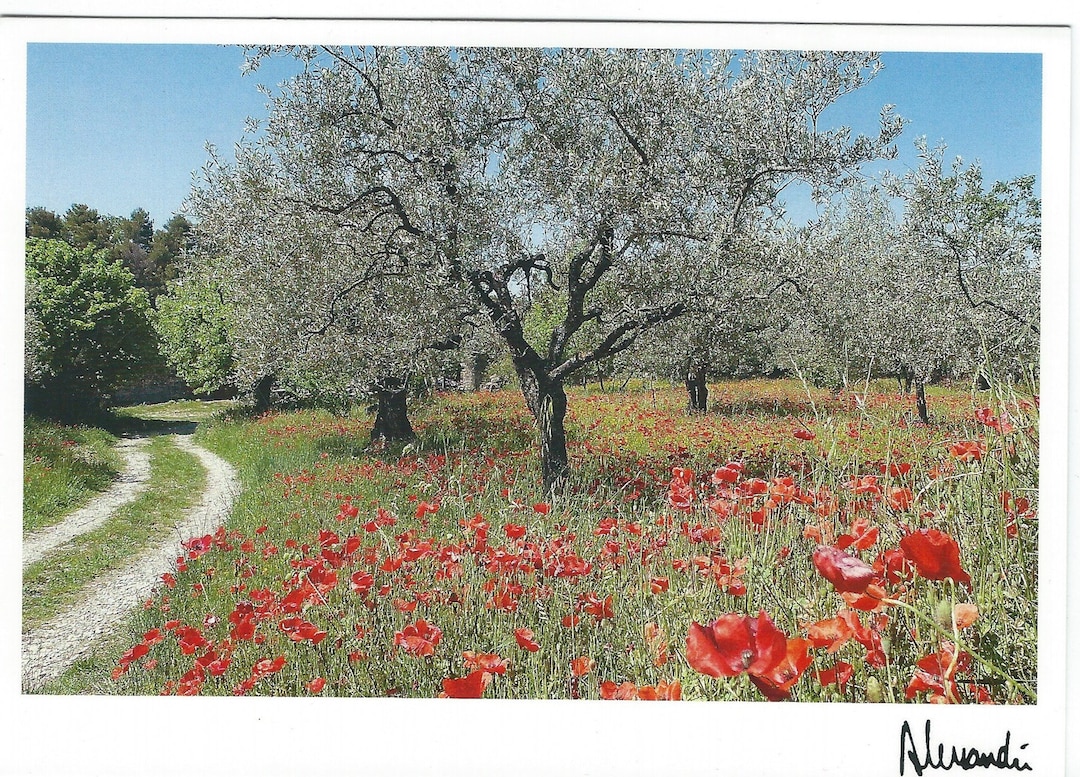 Provence Postcard - La Route Fleurie the Flowery Road PSS 4614 - Etsy