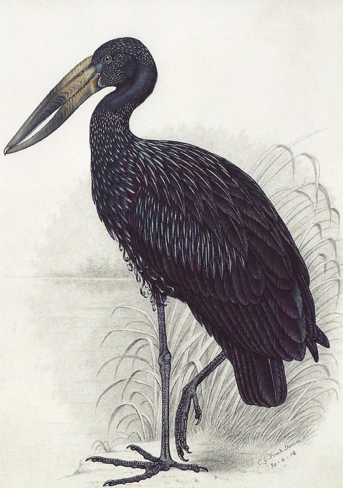 African Open Bill Stork or on the Reverse Side a Kakapo to | Etsy