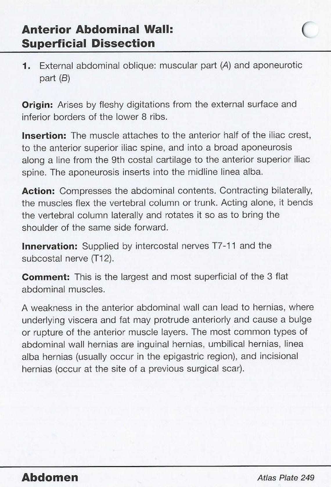 Anterior Abdominal Wall Superficial Dissection Anatomy Flash | Etsy