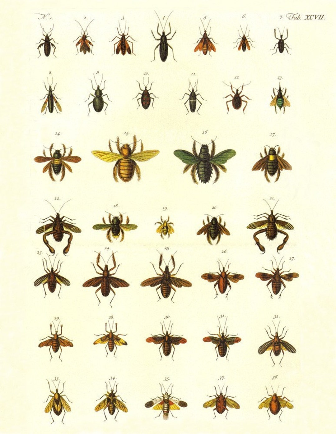Digital Bugs, Beetles and Bees Instant Download Collage Sheet for Paper ...