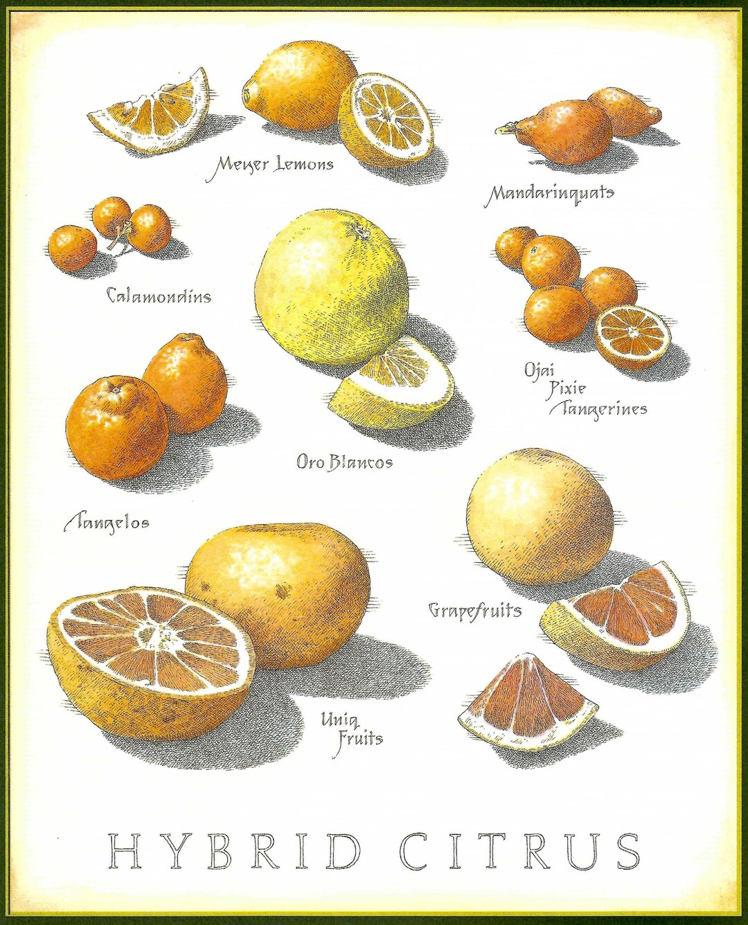 Hybrid Citrus Chart Poster by John Burgoyne for Cook's Illustrated ...