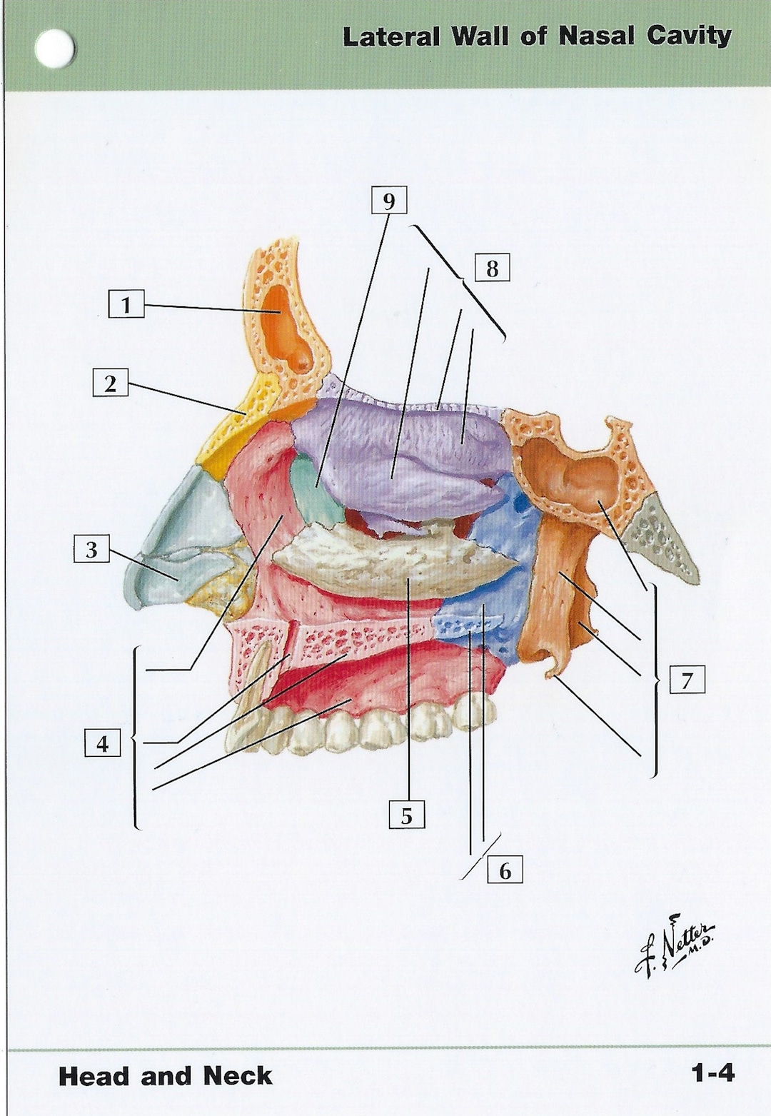 Lateral Nasal Wall Anatomy