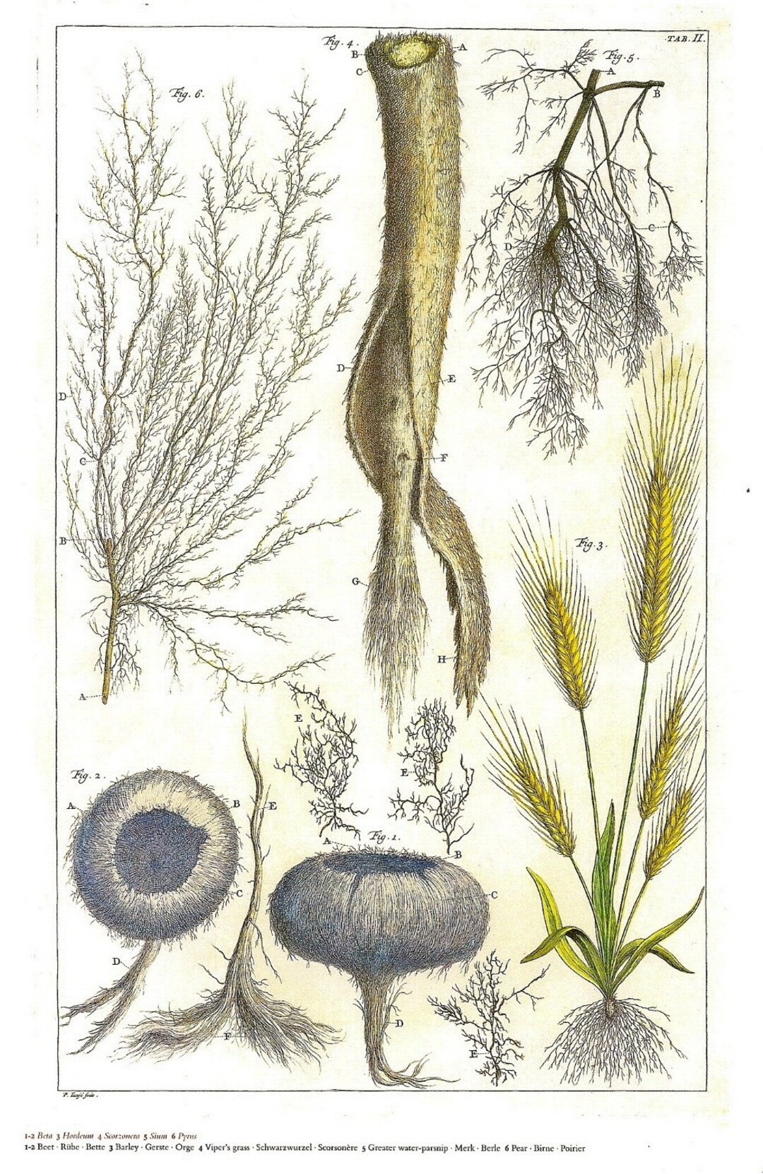 Plant Parts, Beets, Barley, Grass, Water Parsnip, and a Pear Tree Print ...