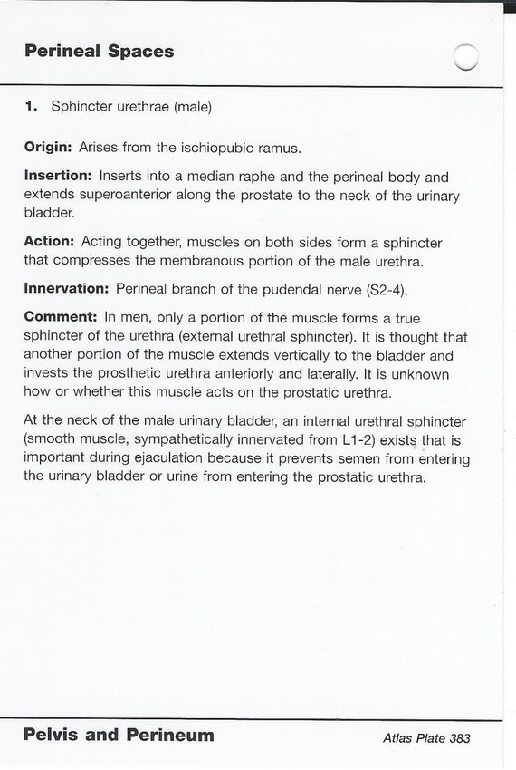 Paper, Party & Kids Male Perineal Spaces Anatomy Flash Card by Frank H ...