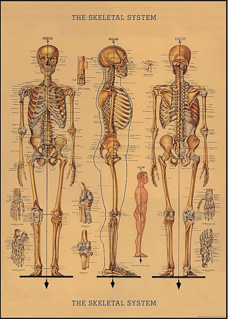 The Skeletal System Wrapping Paper by Cavallini to Frame or for ...