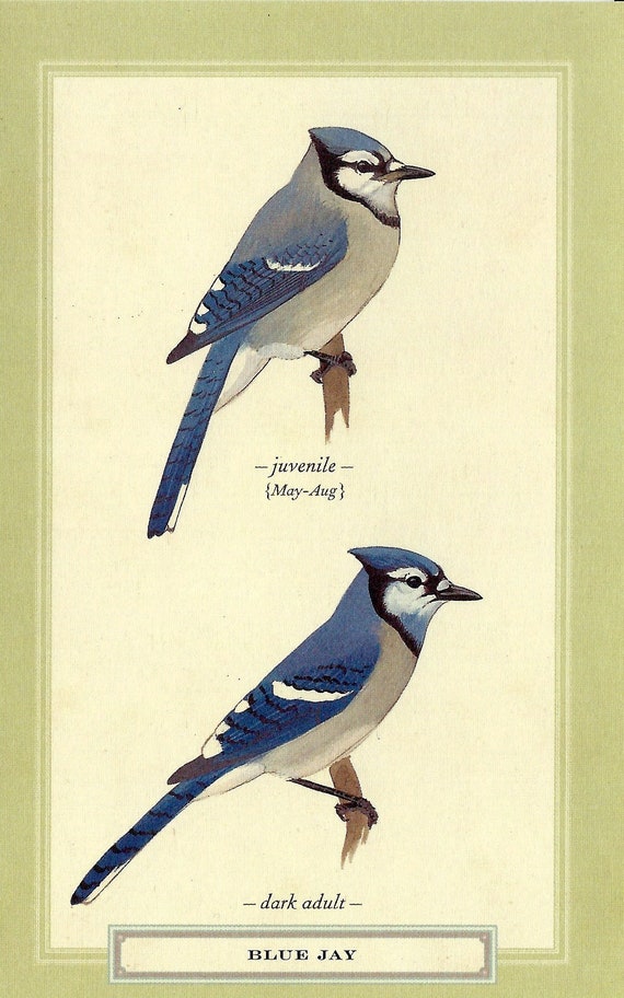 Blue Jay Postcard by David Sibley to Frame Mail or Use in - Etsy