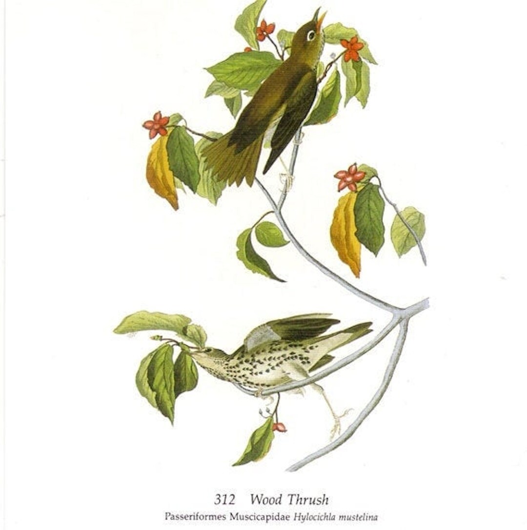 Audubon Wood Thrush or Varied Thrush for Framing or Junk Journals ...