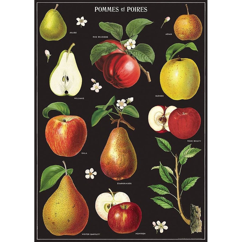 French Pommes Et Poires Decorative Flat Wrapping Paper by Cavallini ...