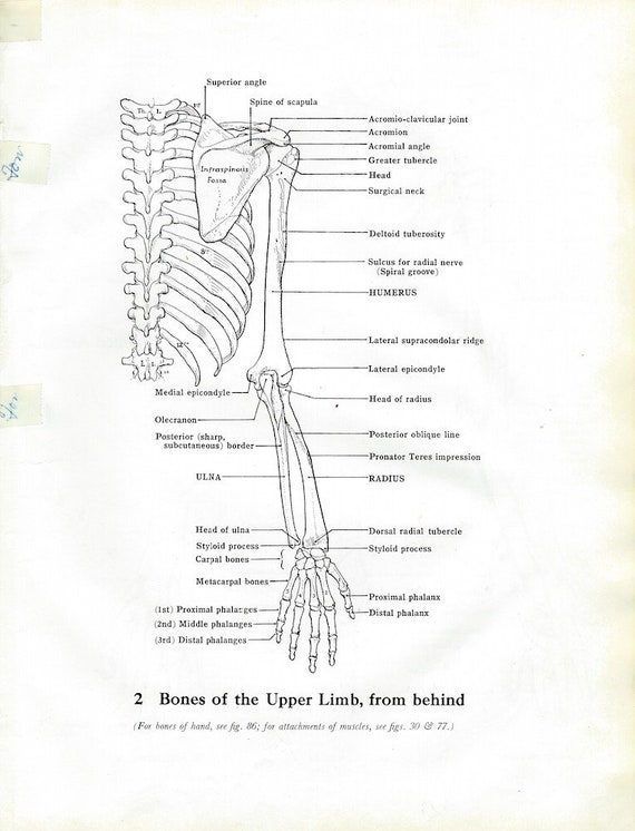 Upper Limb Bone Anatomy Upper Limb Arteries & Upper Limb Bones From