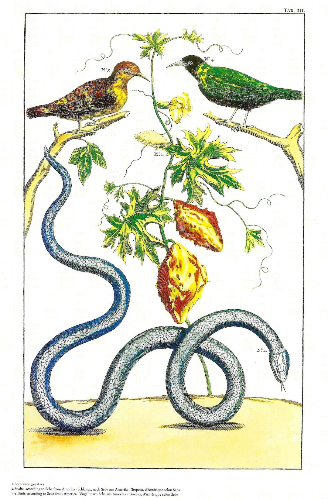 Albertus Seba Birds and a Snakes, Cabinet of Natural Curiosities ...