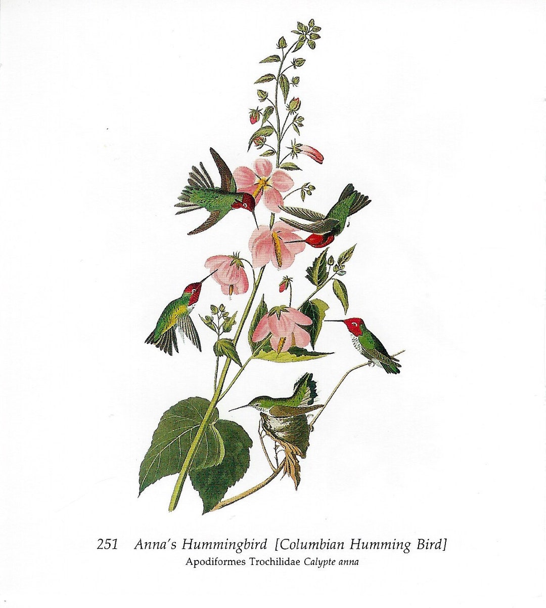 Anna's Hummingbird (columbian Humming Bird) or Rufous Humming Bird ...