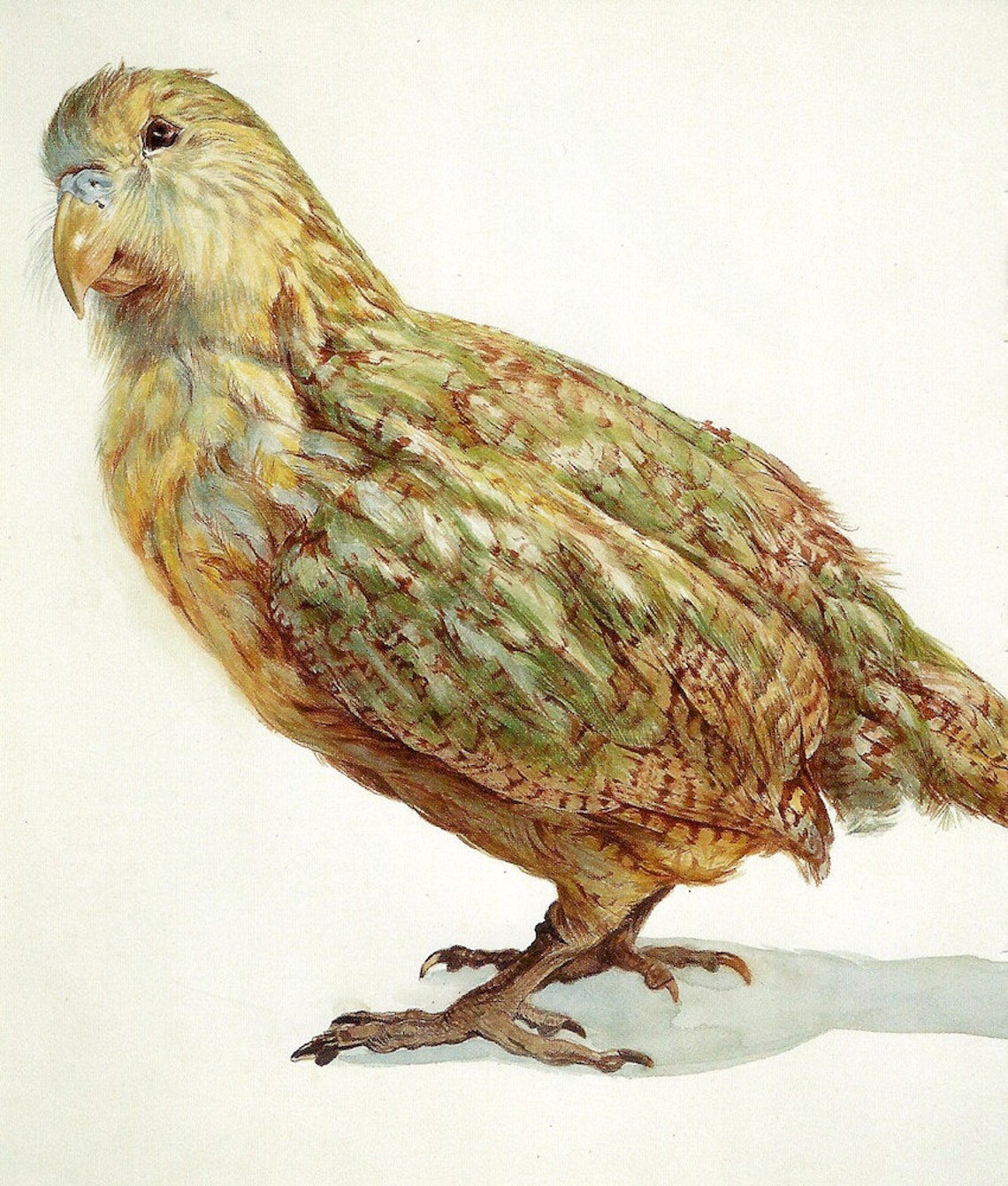 African Open Bill Stork or on the Reverse Side a Kakapo to - Etsy