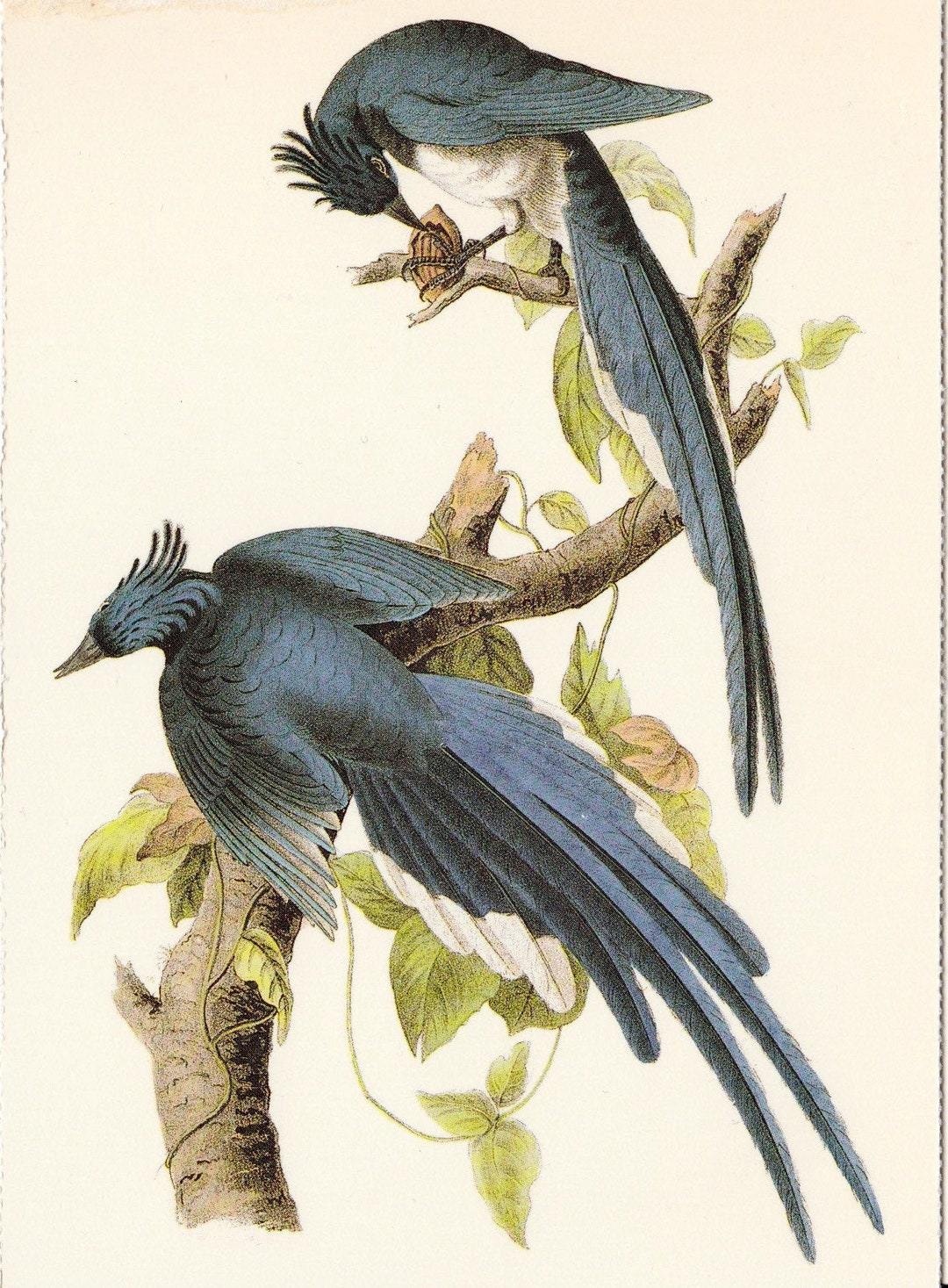 Audubon Magpie Jay Postkarte zu Rahmen oder für Papierkunst ...