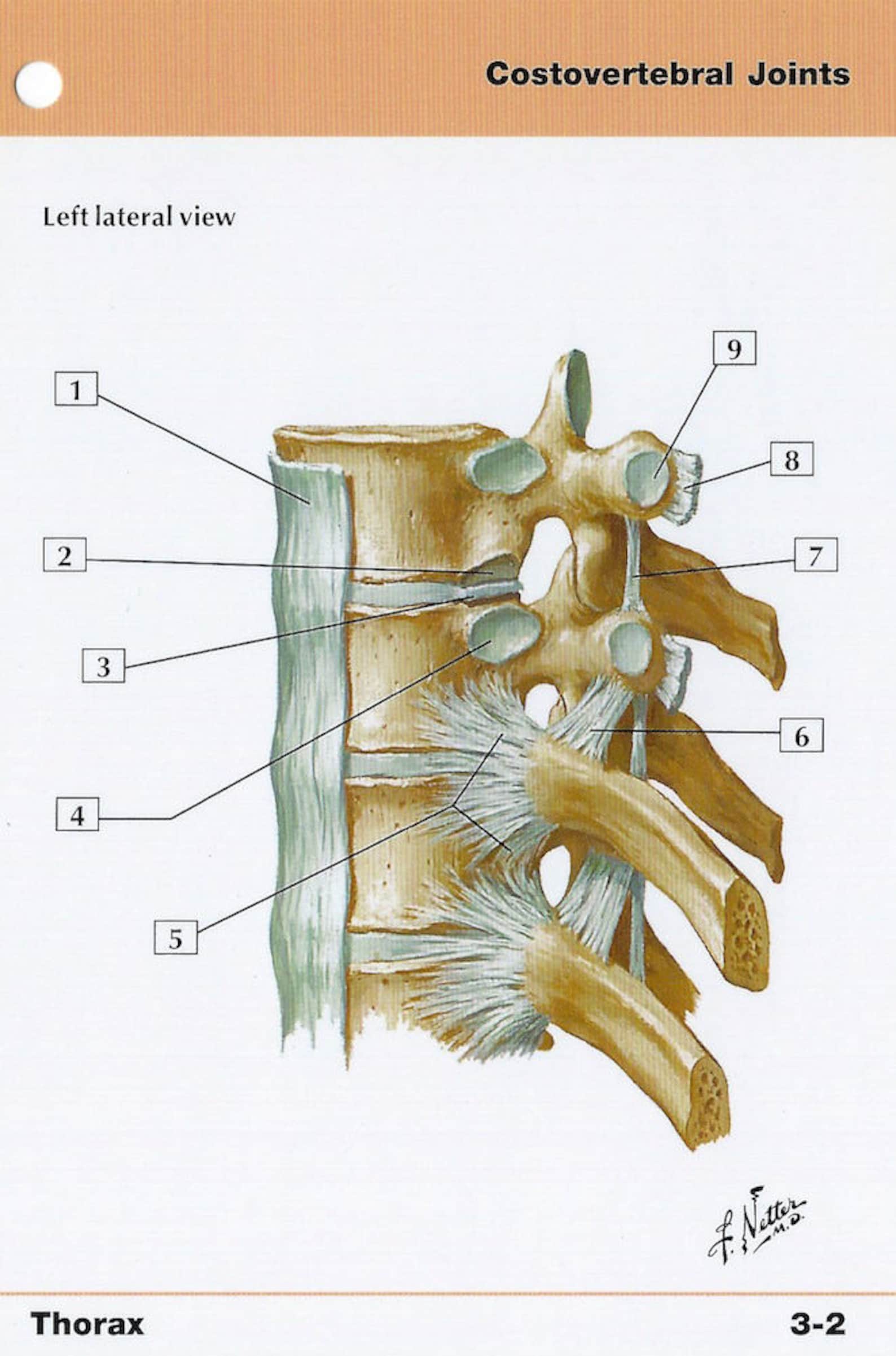 Costovertebral Joints Anatomy Flash Card by Frank H. Netter - Etsy