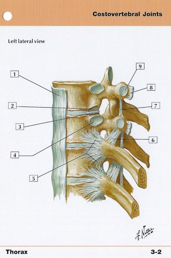 Frank Netter Spine