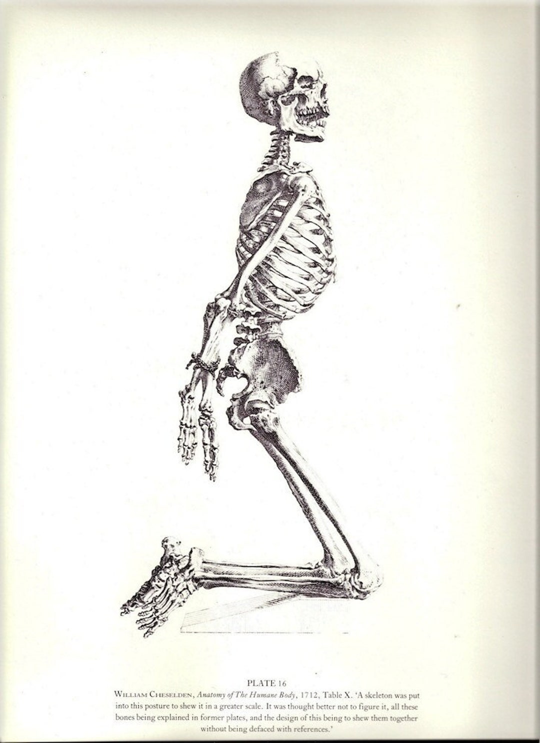 Cheselden Complete Digital Kneeling Skeleton Instant Download to Frame ...