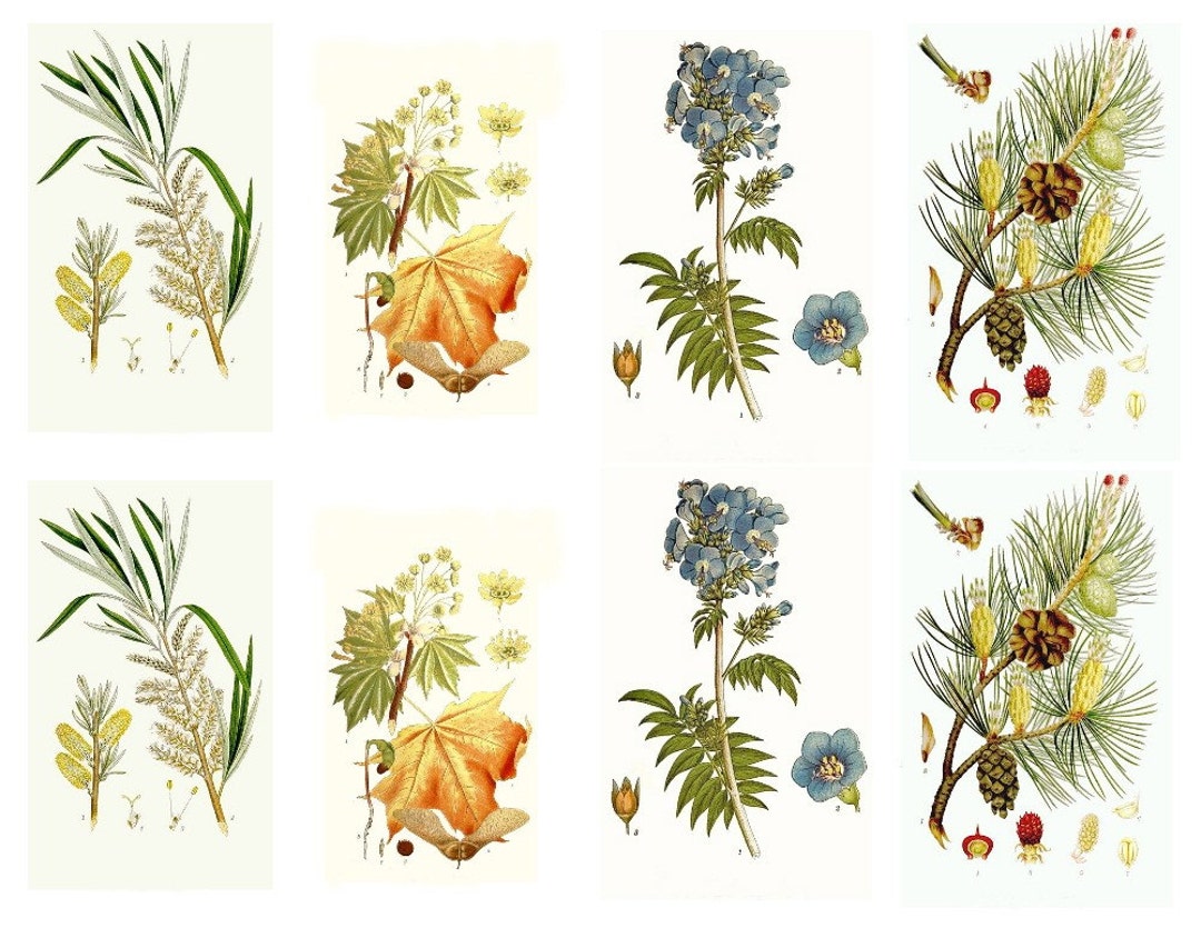 Instant Download Digital Botanical Collage Sheet for Paper Arts ...