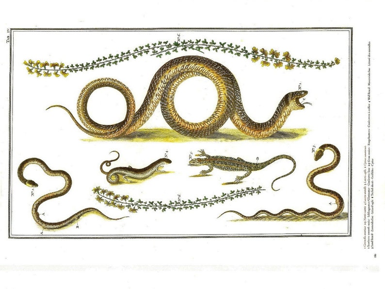 Albertus Seba Birds and a Snakes, Cabinet of Natural Curiosities ...