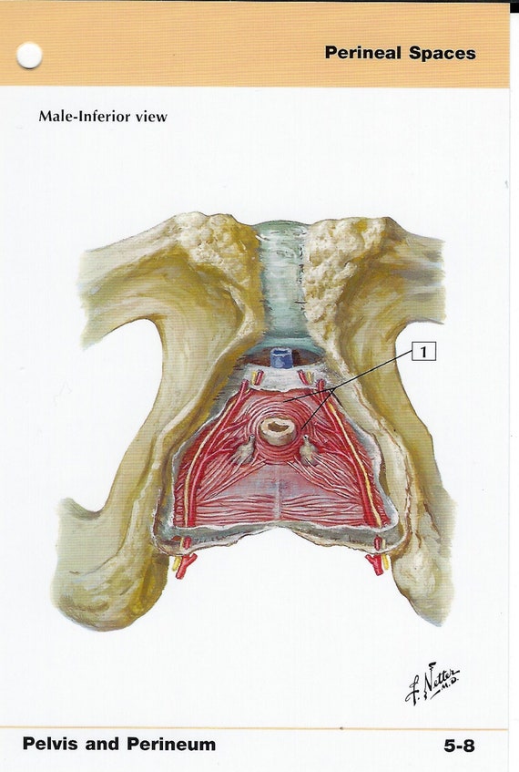 Male Perineal Spaces Anatomy Flash Card by Frank H. Netter to | Etsy
