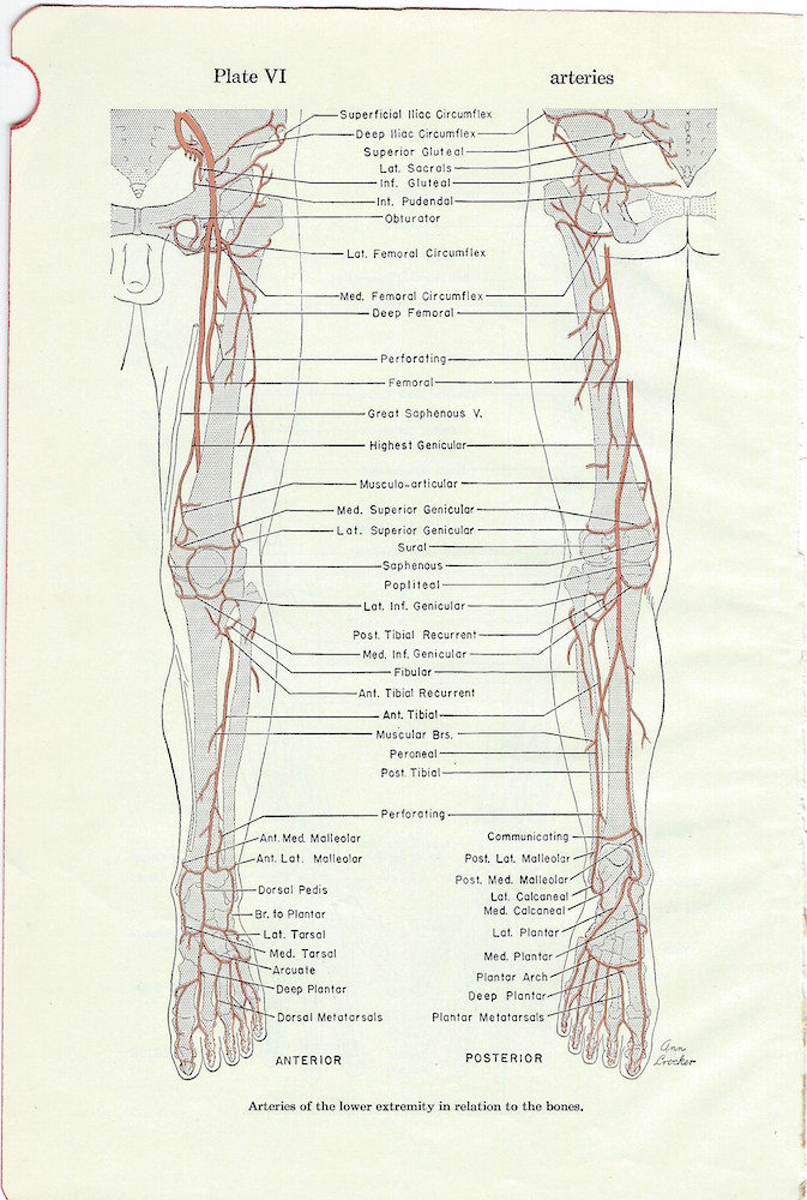 Human Anatomy Medical Anatomy Chart Arteries of the Arms or | Etsy