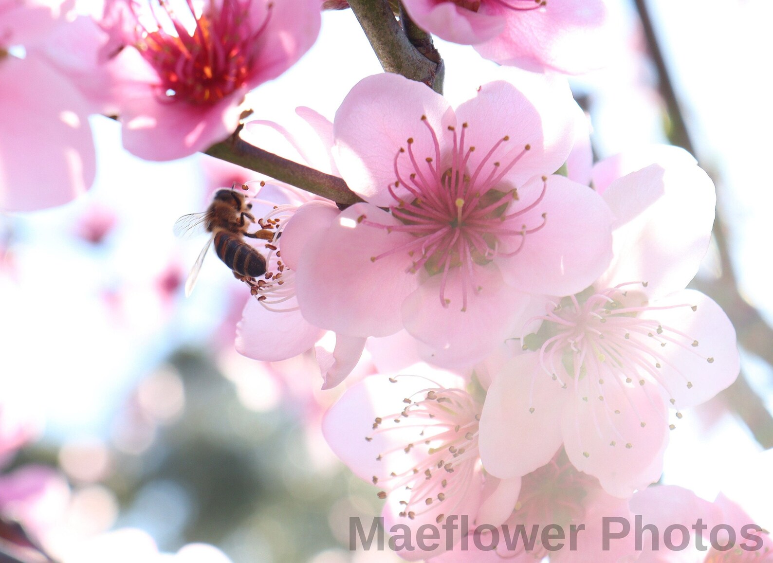 Pink Spring Blossoms and Bee Digital Download Photography - Etsy