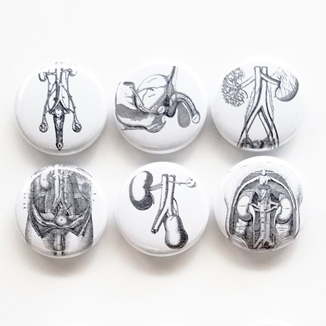 Urology Fridge Magnets Graduation Gift Party Favors Kidney Urinary ...