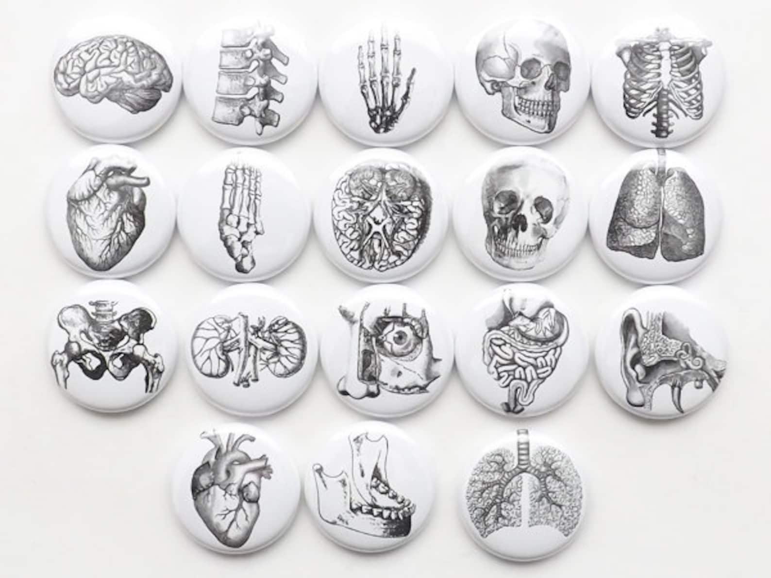 Anatomy Magnets Set of 18 Gift Set White Coat Ceremony Medical - Etsy