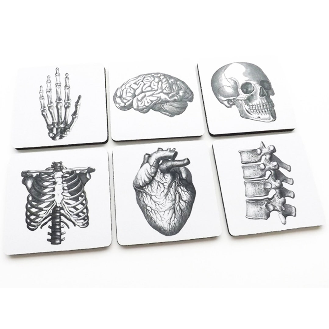 Anatomy Coasters Hostess Gift Graduation Doctor Nursing Medical Student ...