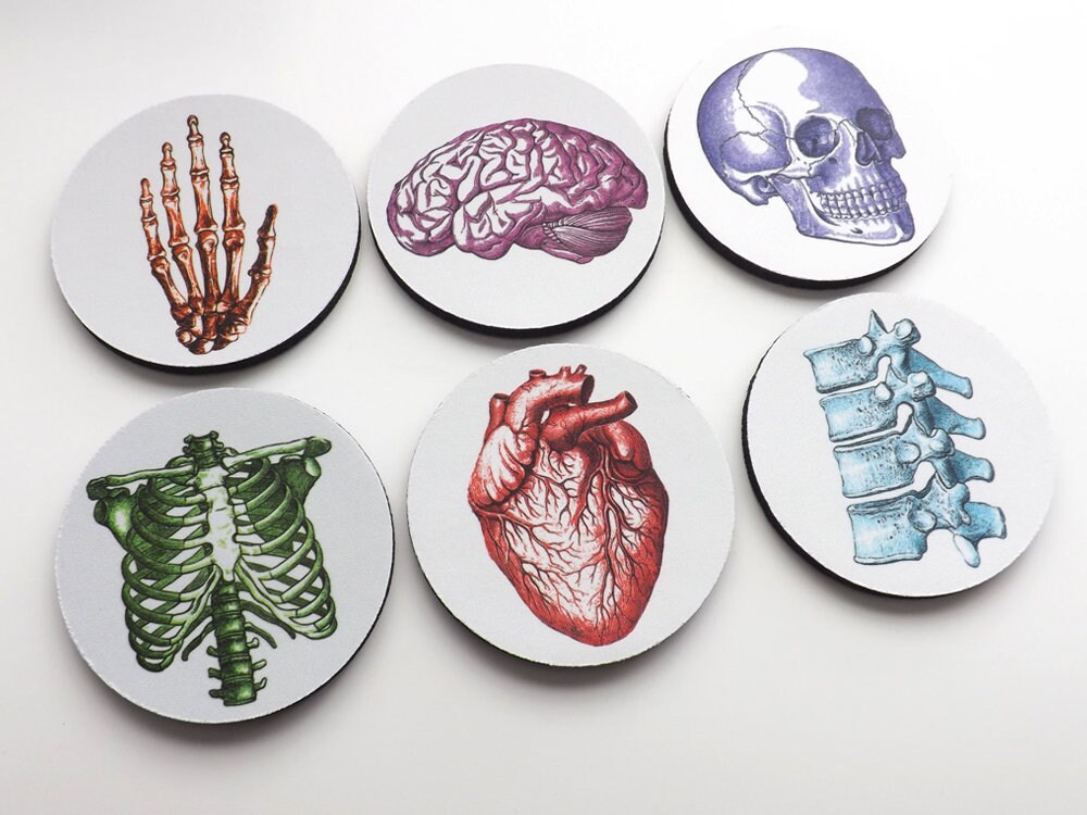Coasters Home & Living Gift for Doctor Anatomy Coaster Anatomy is ...