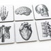 Anatomy Coasters Medical Student Gift Doctor Graduation Goth Nurse ...